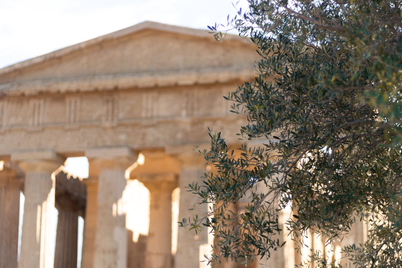 The deep roots of the Olive tree in Greece – Gaea_USA